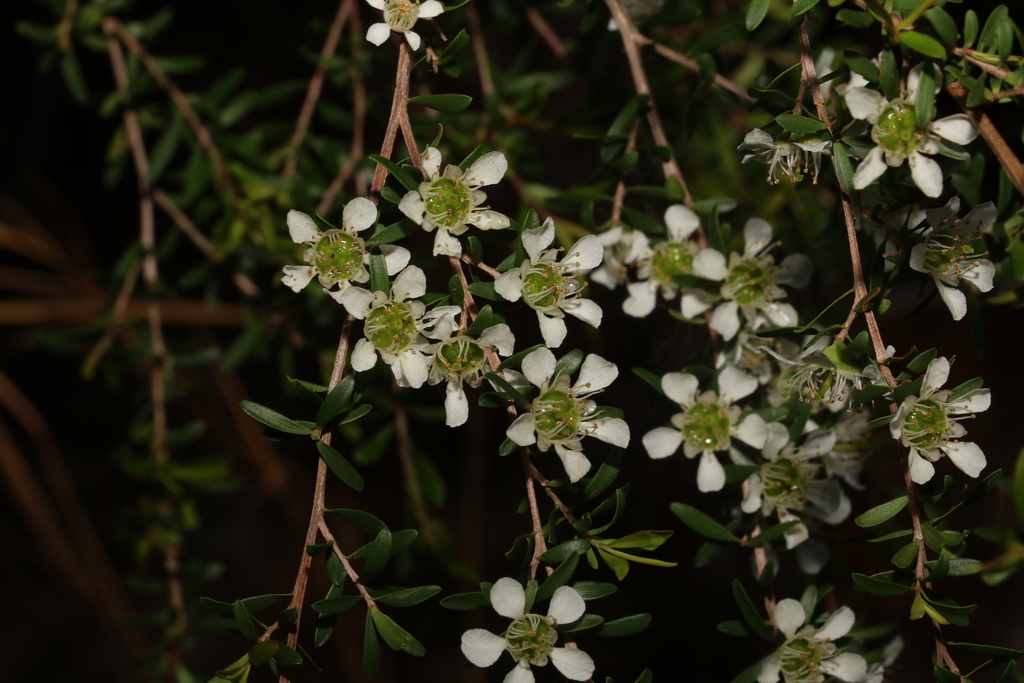 Tantoon from Noosaville QLD 4566, Australia on September 17, 2023 at 09 ...