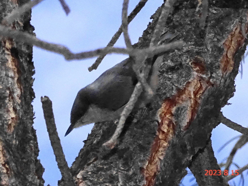 Pygmy Nuthatch from Grand Canyon Village, Arizona 86023, USA on August ...