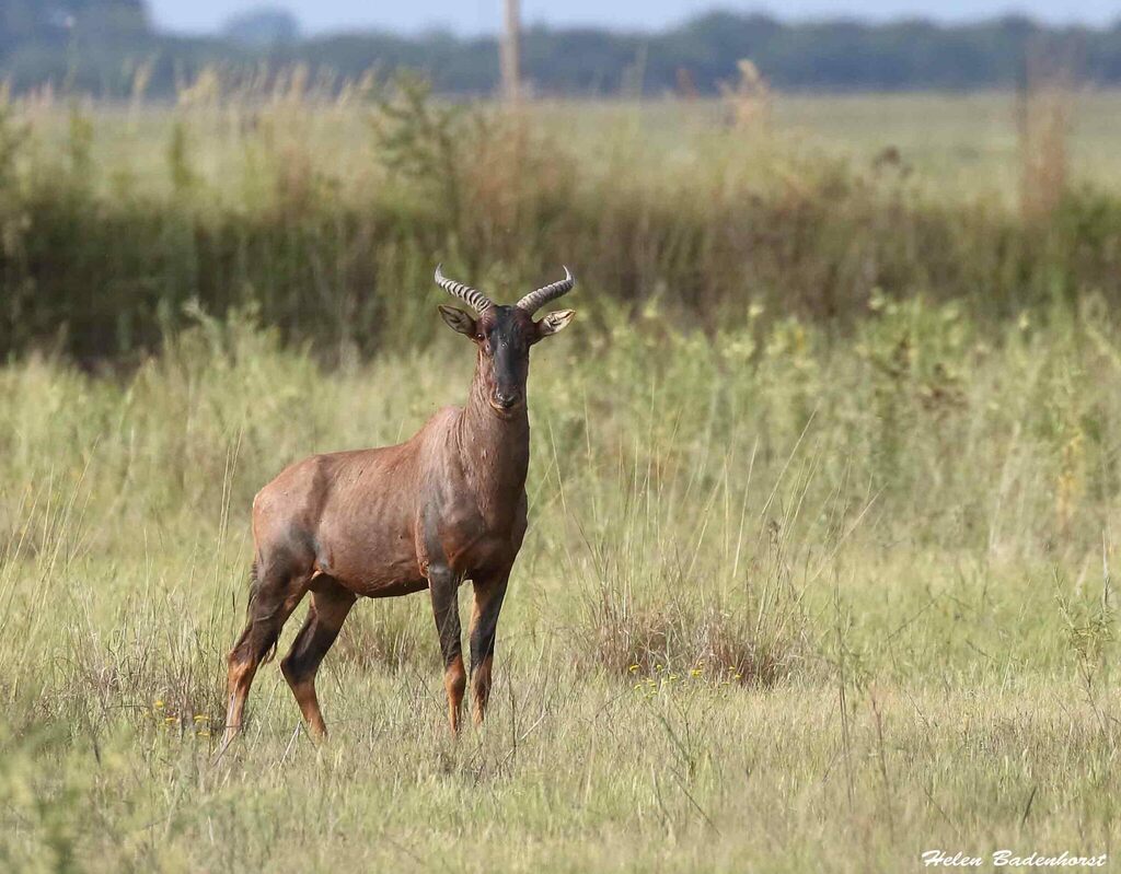 Common Tsessebe in March 2018 by Helen Badenhorst · iNaturalist