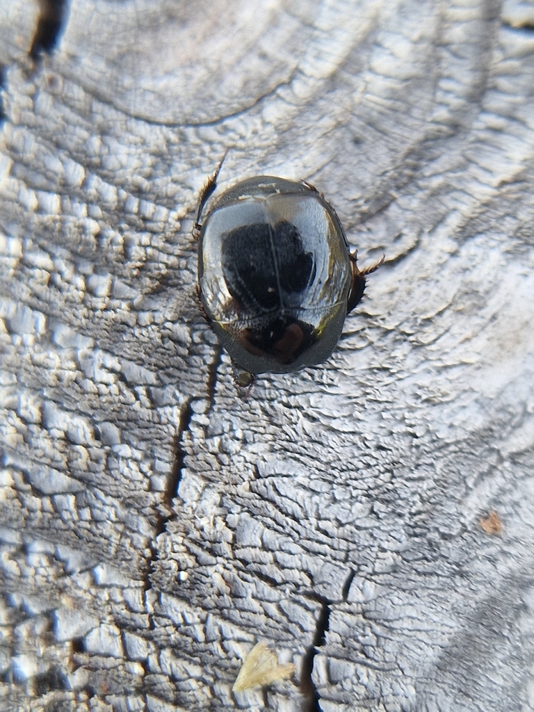 Saprinus semistriatus from 53459, Lietuva on September 17, 2023 at 11: ...