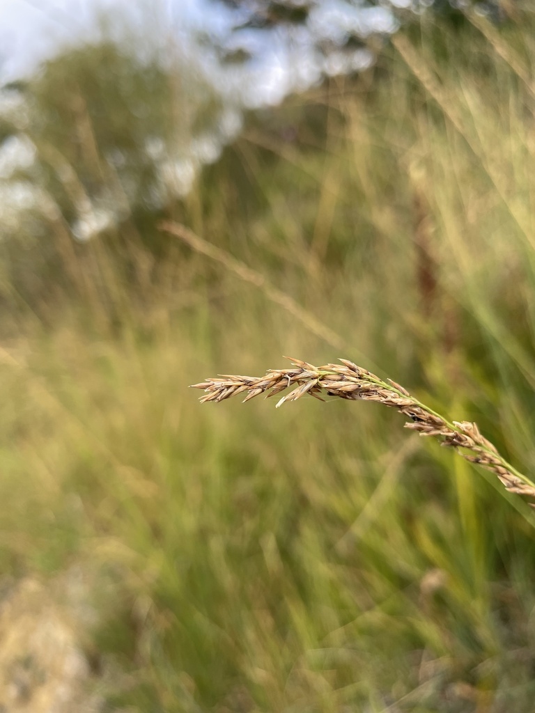 Purple moor grass from Fanlo, Huesca, ES on September 17, 2023 at 12:46 ...