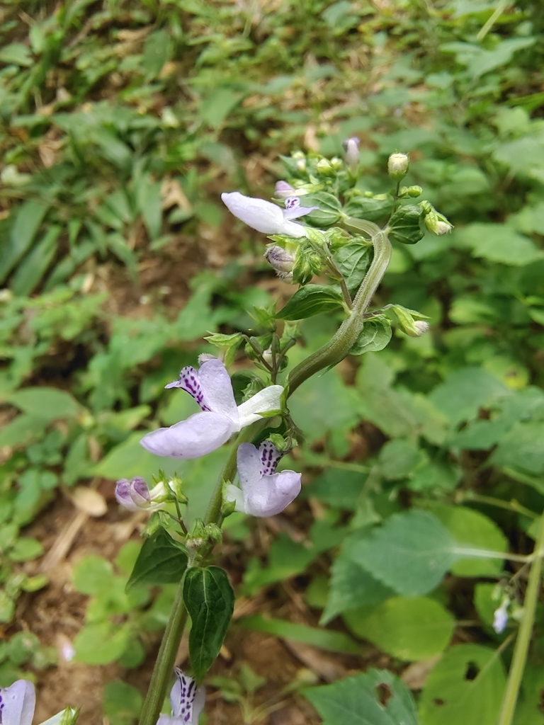 Isodon amethystoides from Yichun, CN-JX, CN on September 11, 2023 at 09 ...