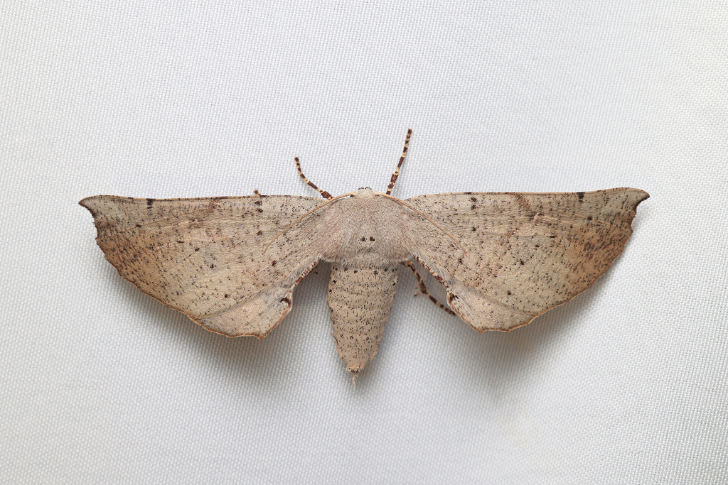 Broken Leaf Moth from Clayton St, Sandgate QLD 4017, Australia on ...