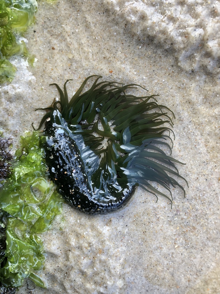 Green snakelock anemone from South Pacific Ocean, Coolangatta, QLD, AU ...