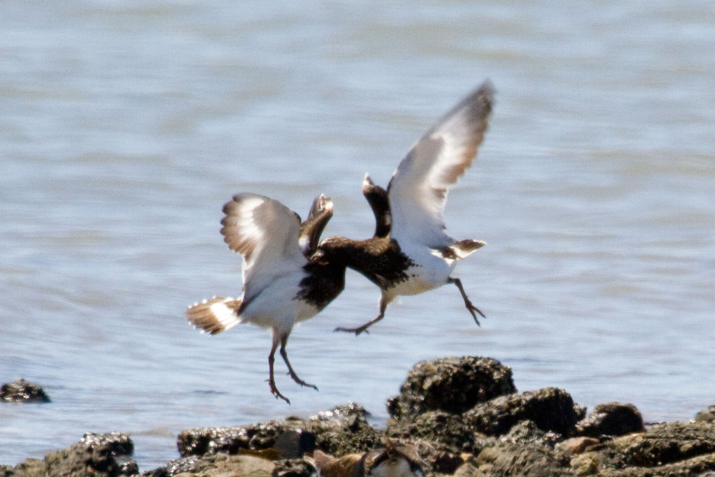 black turnstone (Birds of the Alameda Shoreline ) · iNaturalist