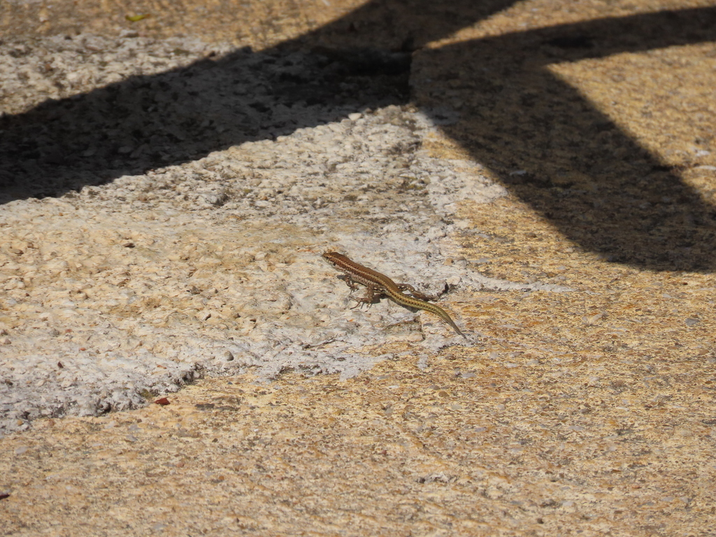 Green Iberian Wall Lizard from Parque das Nações, Lisboa, Portugal on ...