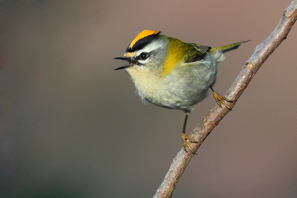 Common Firecrest (Avifauna Of Barquedo) · iNaturalist