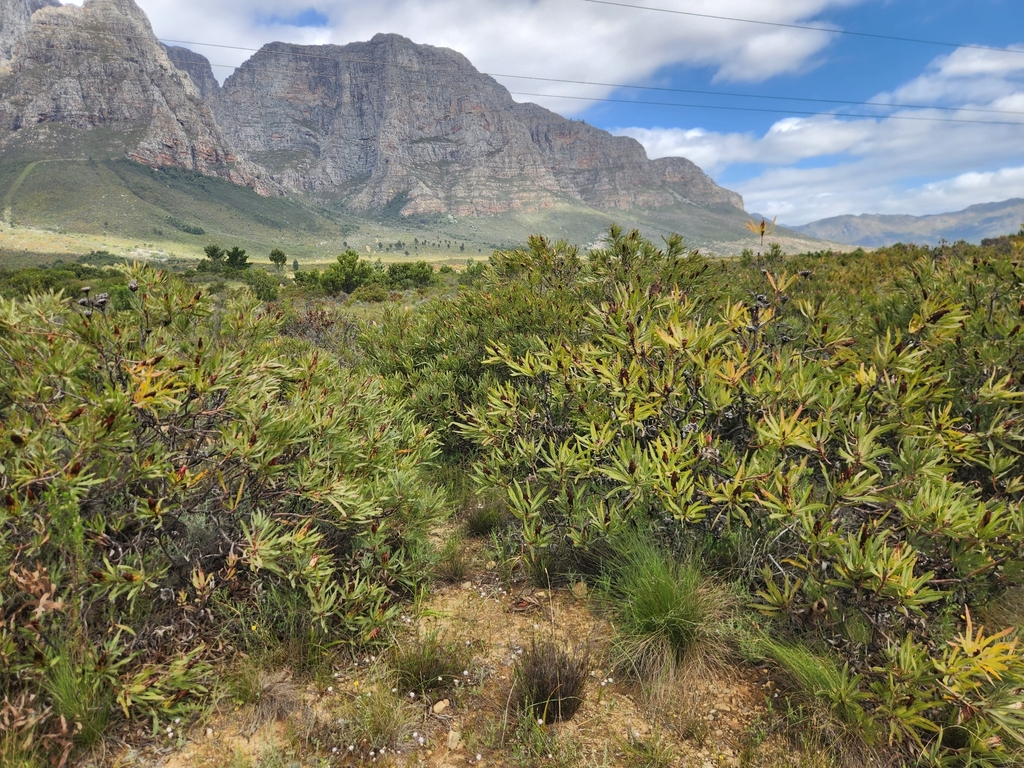 Burchell's sugarbush from Stellenbosch Municipality, South Africa on ...