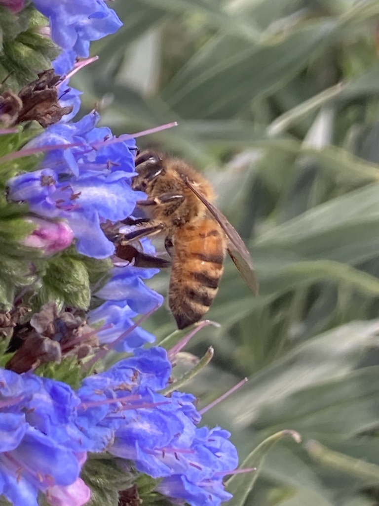 Western Honey Bee from Casselton Grove, Margaret River, WA, AU on ...
