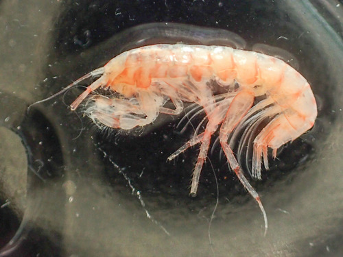 Casco bigelowi · iNaturalist