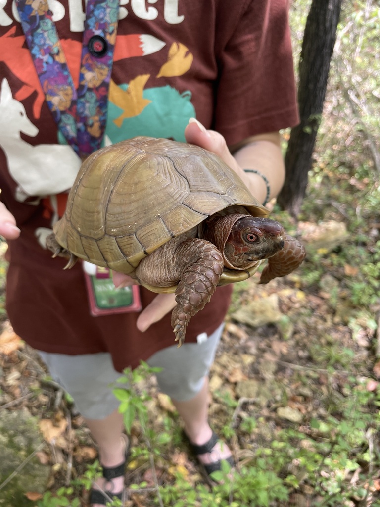 Three-toed Box Turtle in September 2023 by jasonkeithley. Three toes on ...