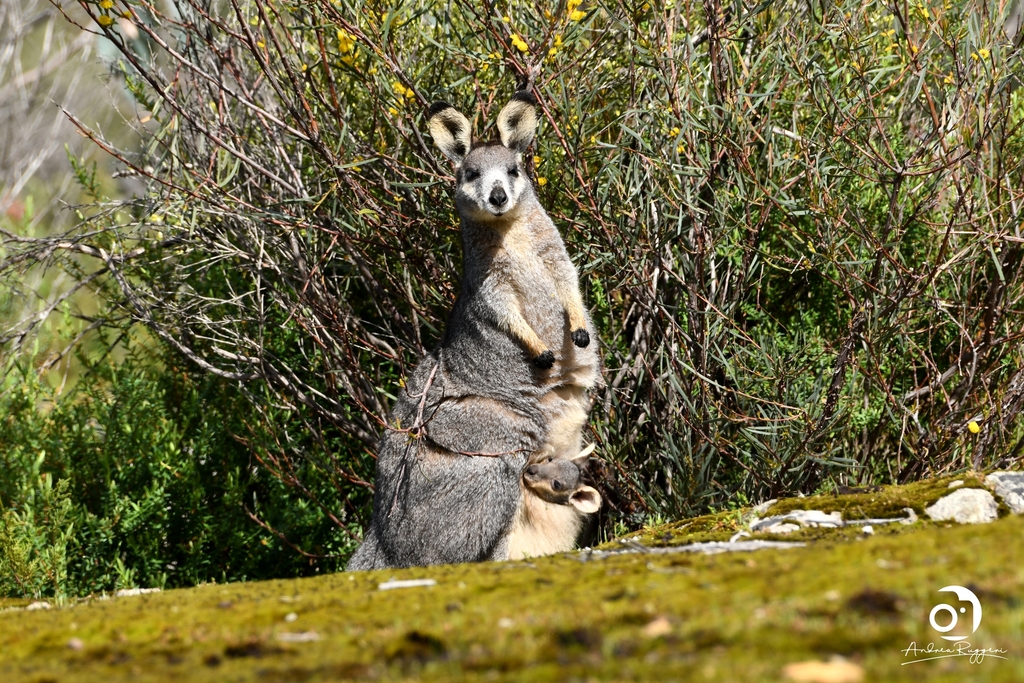 Western Brush Wallaby (Notamacropus irma) - Know Your Mammals