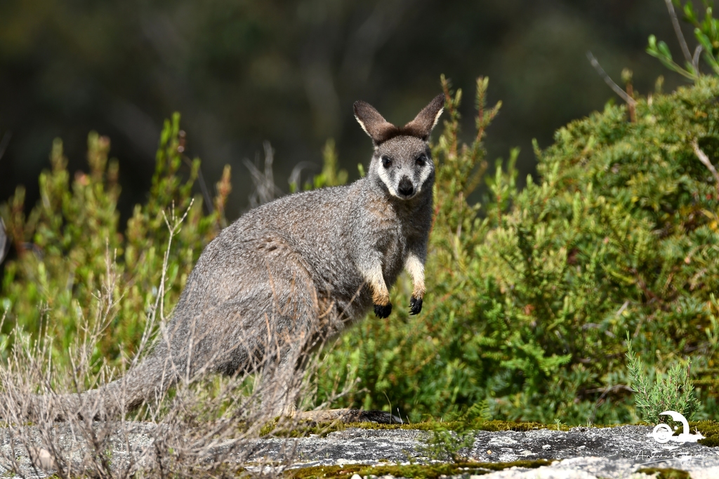Western Brush Wallaby (Notamacropus irma) - Know Your Mammals