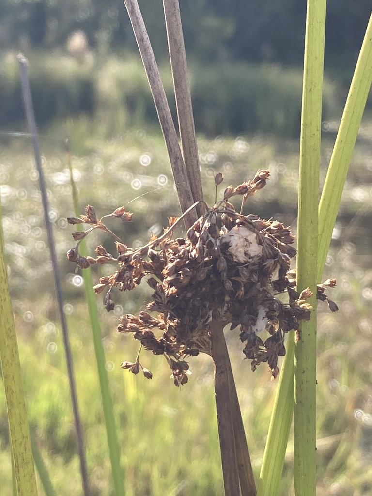 Soft Rush from Balashikhinskiy rayon, RU-MS, RU on September 17, 2023 ...