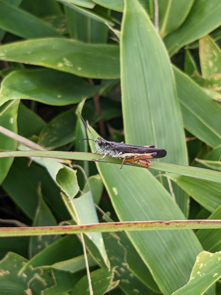 Bow-winged Grasshopper from 391-0301, Japan on September 17, 2023 at 09 ...