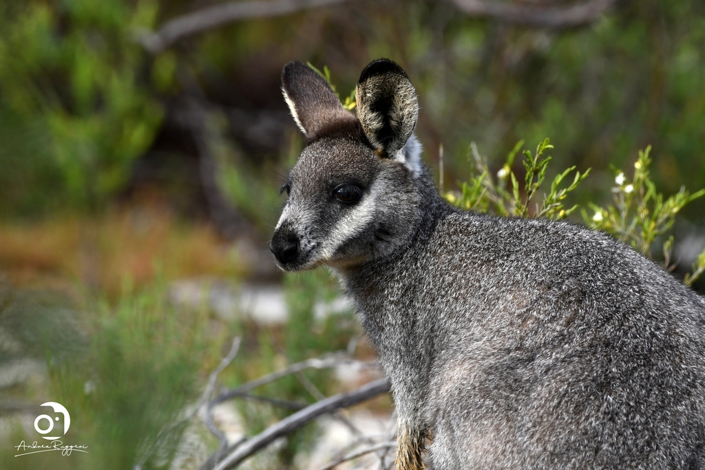 Western Brush Wallaby (Notamacropus irma) - Know Your Mammals