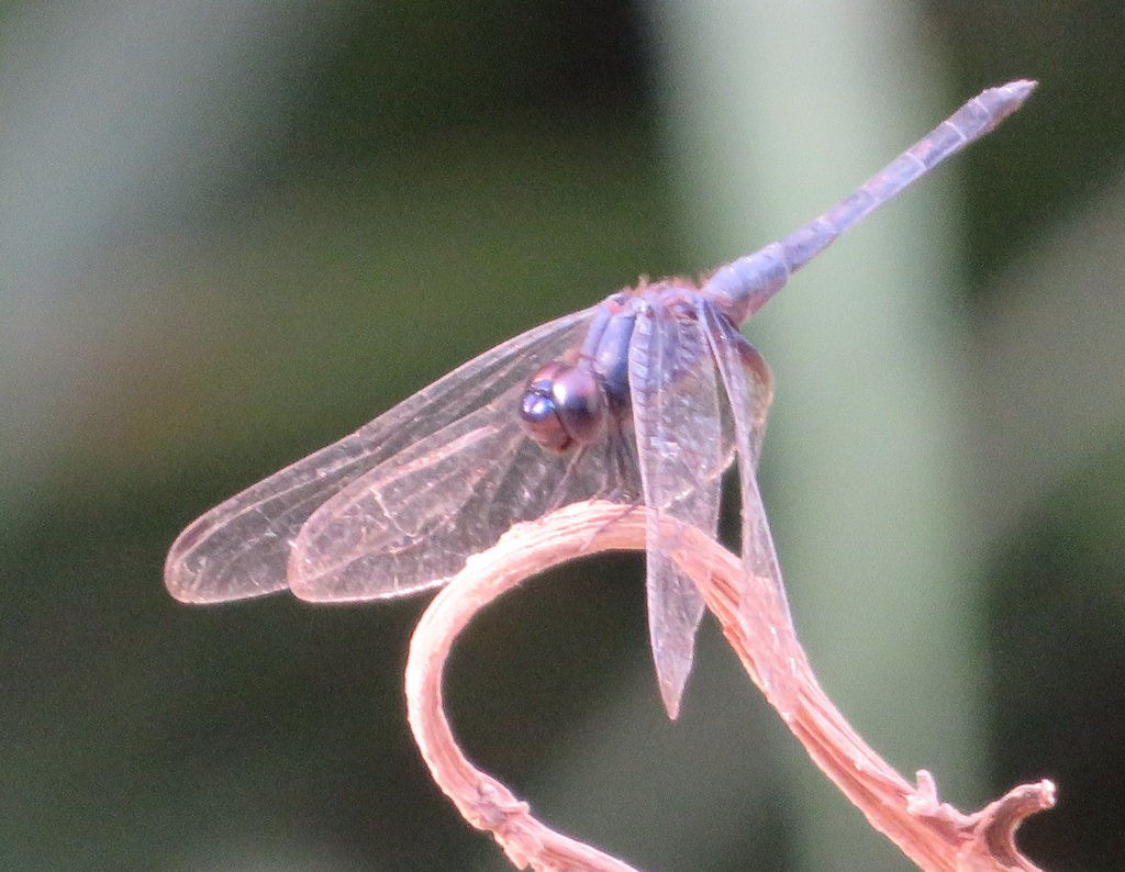 Indigo Dropwing from 台灣彰化縣 on September 16, 2023 at 04:33 PM by ...