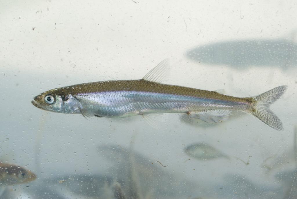 Smelts and Allies (Osmeriformes) - Marine Life Identification