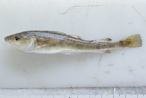 Atlantic Tomcod (poissons Charlevoix) · iNaturalist