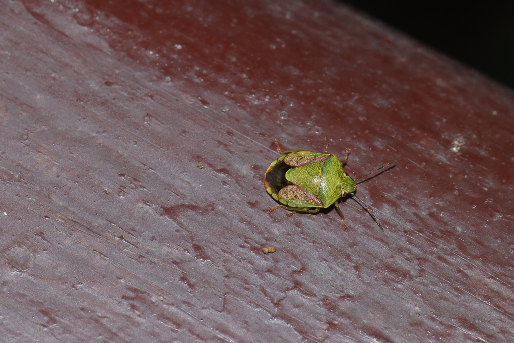 Plautia crossota from 中国浙江省杭州市临安区 on September 17, 2023 at 03:55 PM by ...