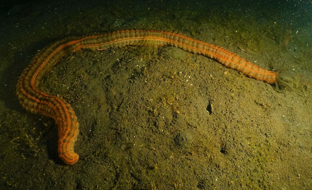 Opheodesoma from 印尼北蘇拉威西省北米納哈薩縣 on September 17, 2023 at 07:53 AM by ...