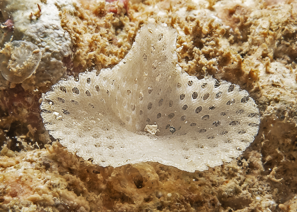Triphyllozoon from Bundegi, Exmouth, WA, Australia on September 17 ...