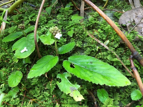 Epithema tenerum · iNaturalist