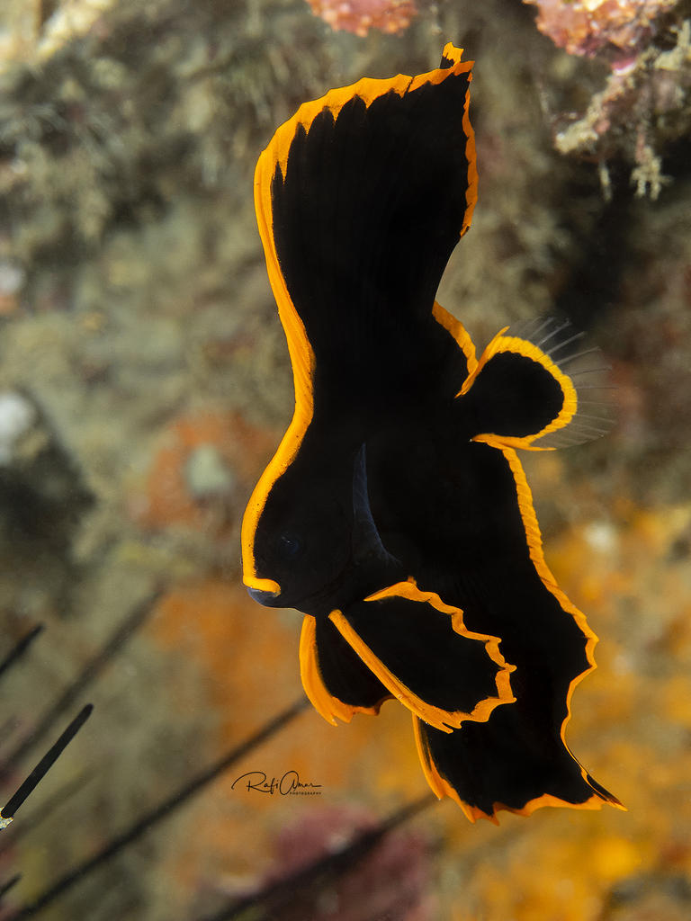 Dusky Batfish from Lembeh Strait, Indonesia on April 22, 2019 at 05:06 ...