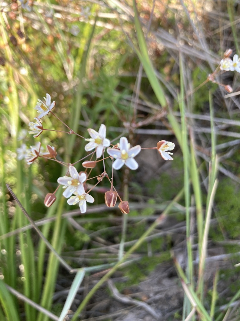 Aniseed Spookasem from Witzands Aquifer Nature Reserve, Cape Town, WC ...