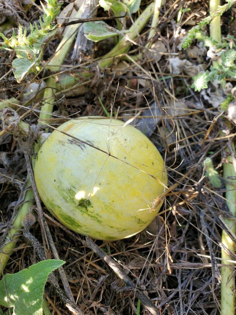 Buffalo Gourd from Otero County, US-CO, US on September 17, 2023 at 07: ...