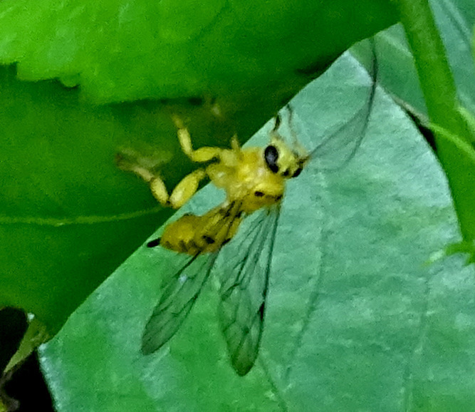 Xanthopimpla from Hung Hom, Hong Kong on September 17, 2023 at 04:02 PM ...