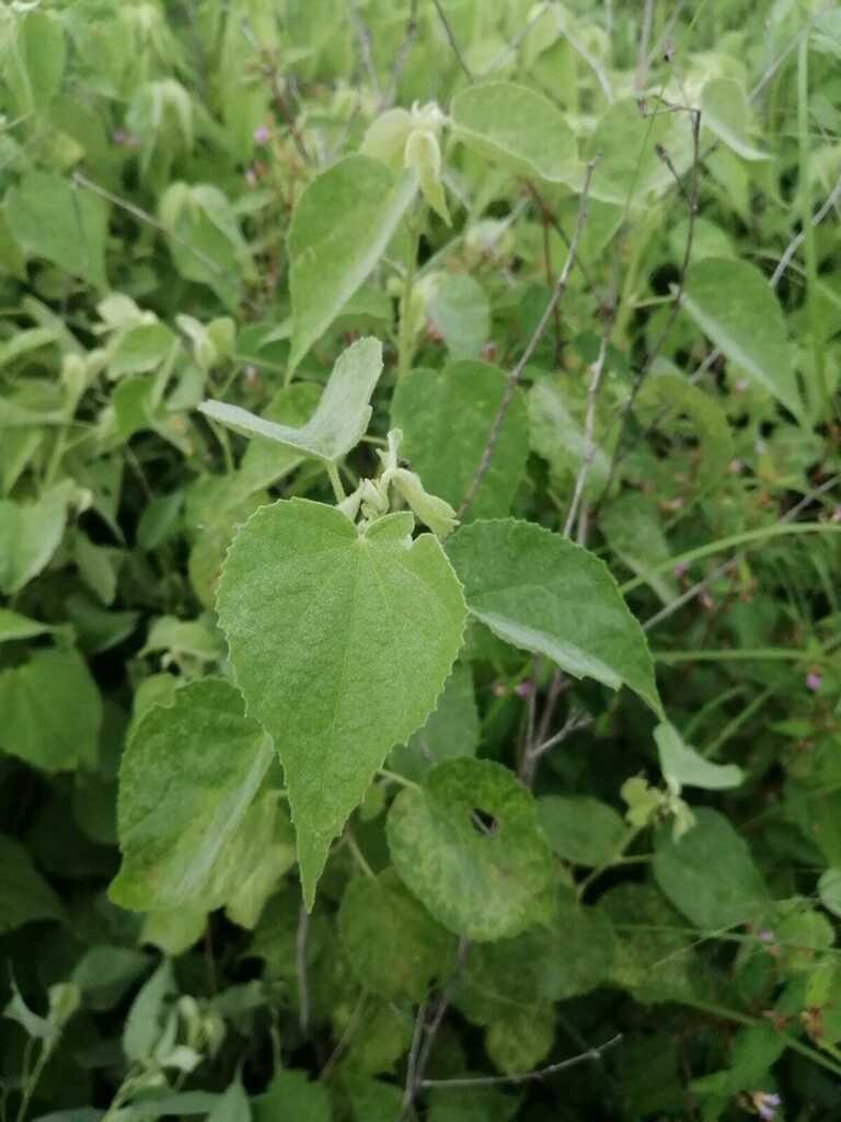 Shrubby Indian Mallow from El Fuerte, Sin., México by danya027 ...