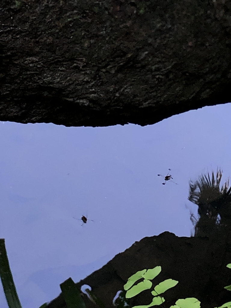 Water Striders from Parque Henrique Lage, Rio De Janeiro, RJ, BR on ...