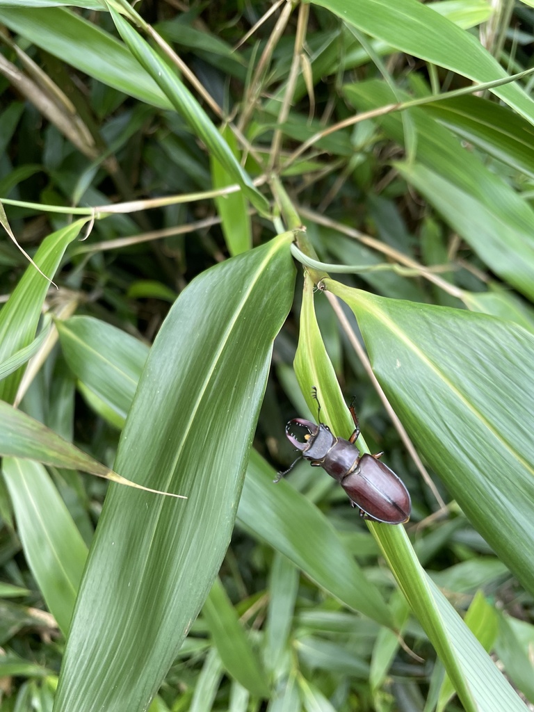 Lucanus datunensis from 陽明山國家公園, 北投區, TPE, TW on June 13, 2022 at 09:40 ...