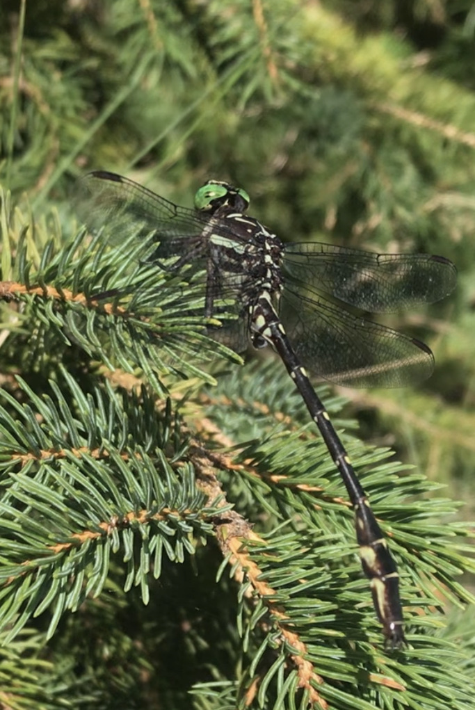 Arrow Clubtail in September 2023 by Austin · iNaturalist