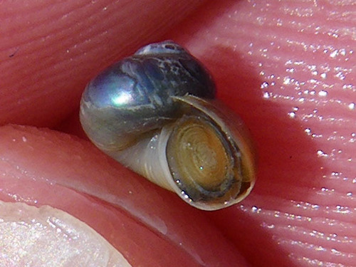 햇빛무늬고둥속 (Solariella)