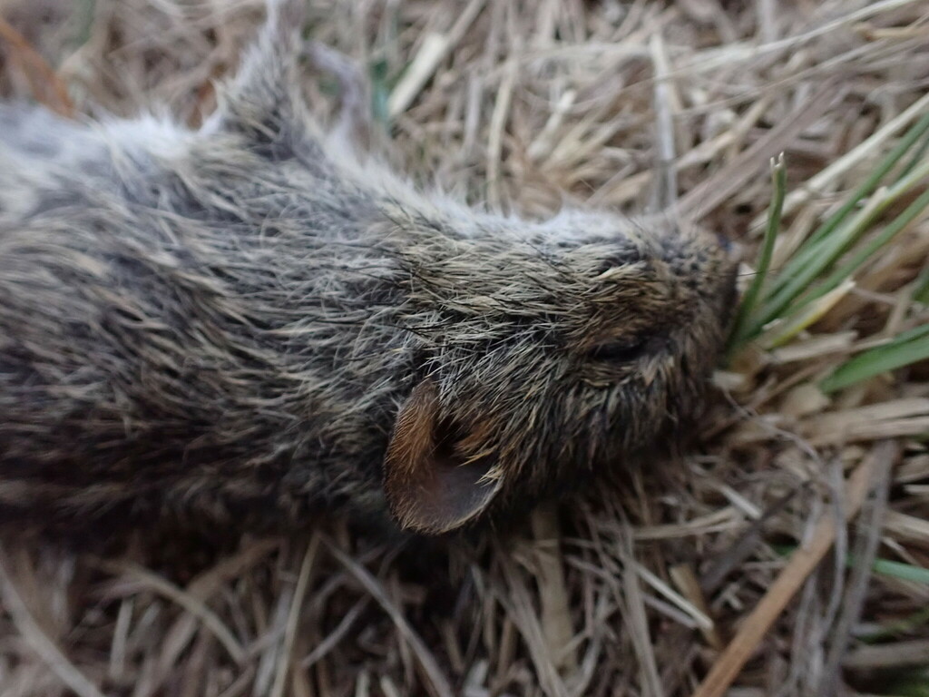 Mesic Four-striped Grass Rat from Gert Sibande District Municipality ...