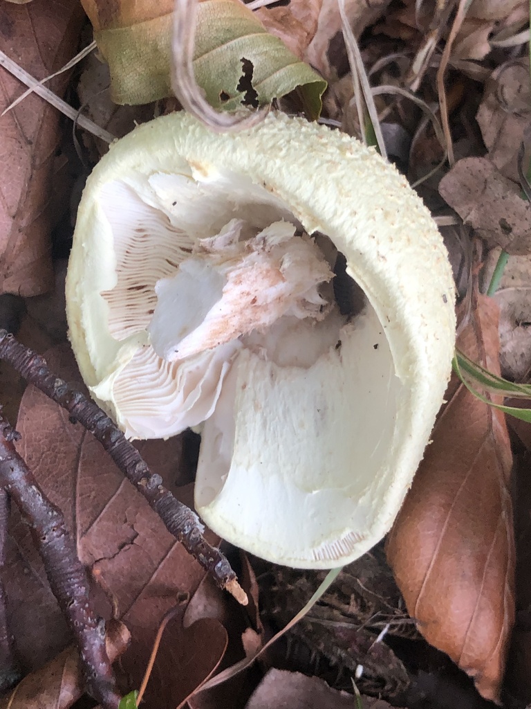 False Death-cap from Sjælland, Vordingborg, Region Sjælland, DK on ...