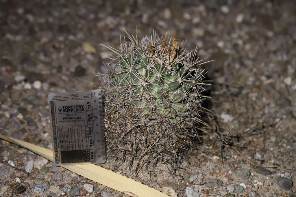 Long-tubercled Cory Cactus in September 2023 by Matt Becker · iNaturalist