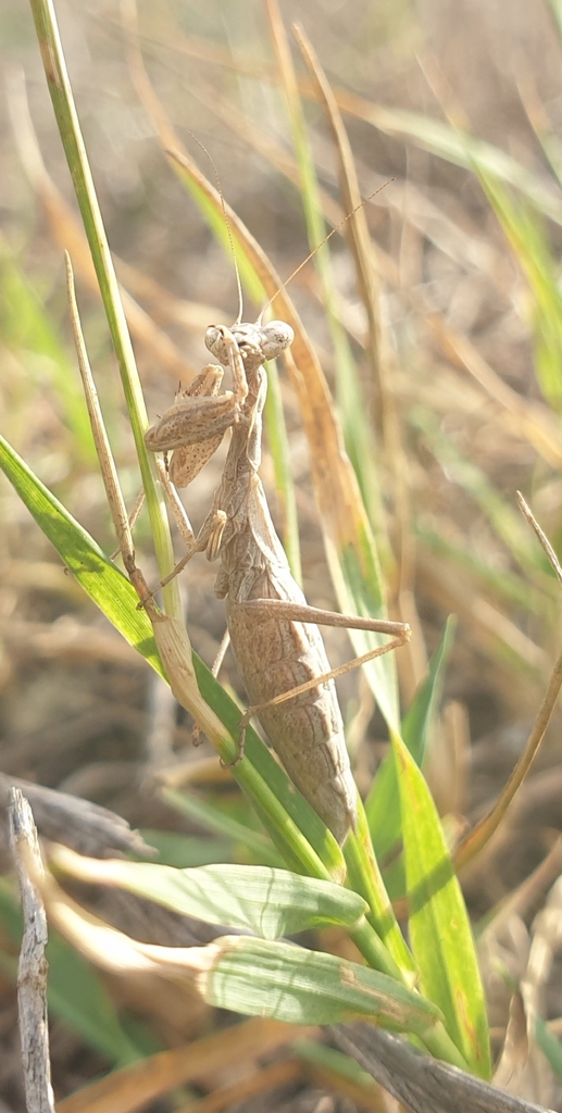 Grey Mantis from 00166 Roma RM, Italia on September 17, 2023 at 05:31 ...