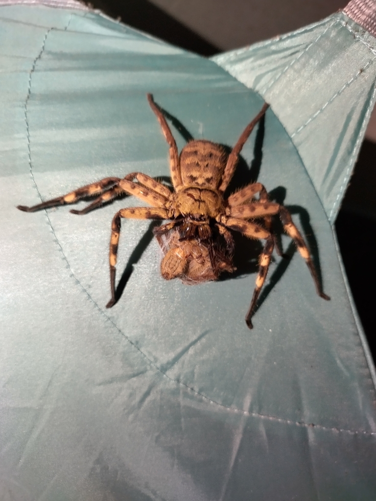 Barylestis on August 23, 2023 at 10:59 PM by pzzz · iNaturalist