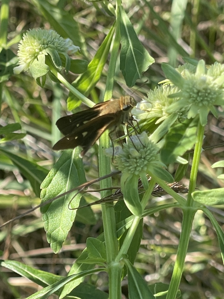 Ocola Skipper in September 2023 by michelle_lucille · iNaturalist
