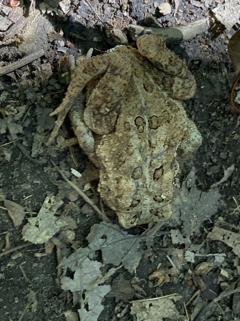 American Toad from Fayette County, US-PA, US on September 16, 2023 at ...