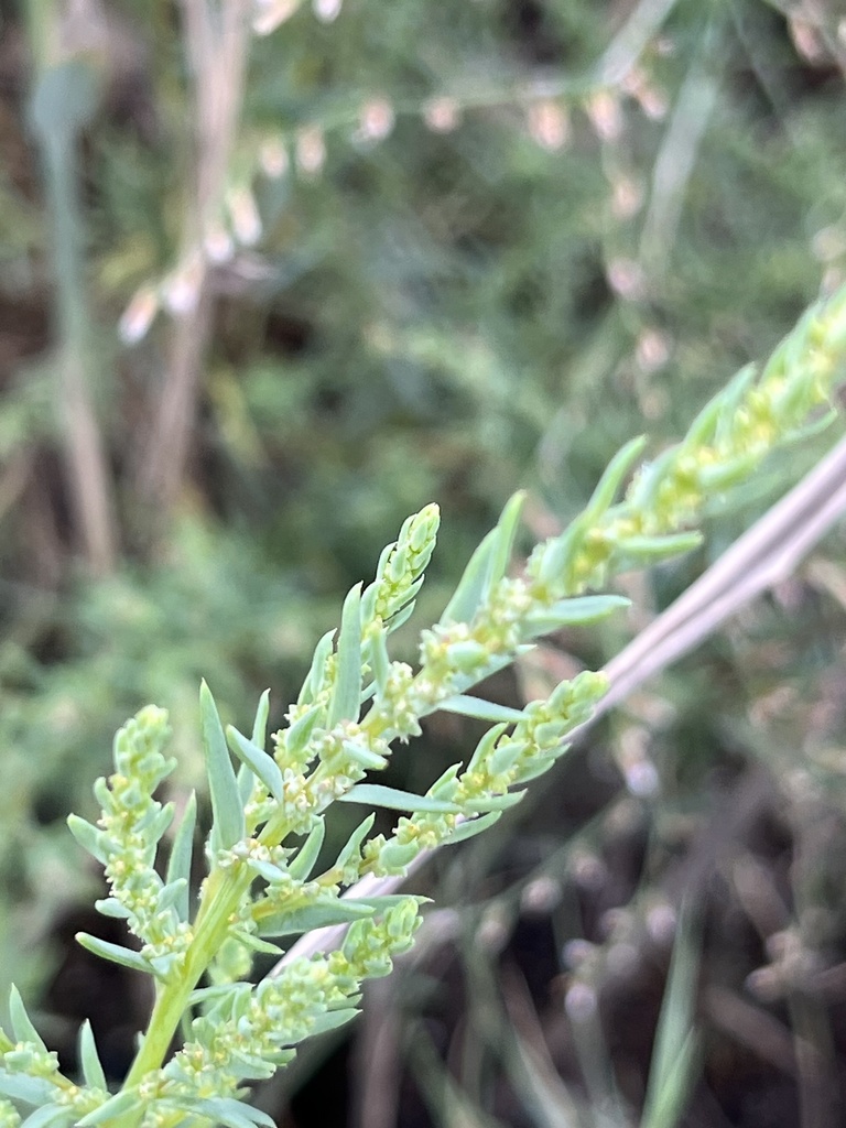 Horned Seablite from Long Island, New York, NY, US on September 16 ...