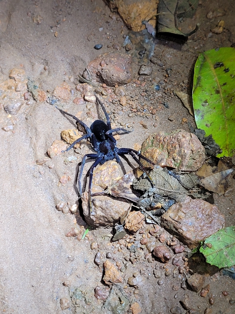 Wolf Spiders and Allies from Biiso, Uganda on September 4, 2023 at 07: ...
