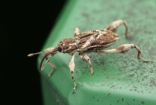 Acicnemis excellens · iNaturalist