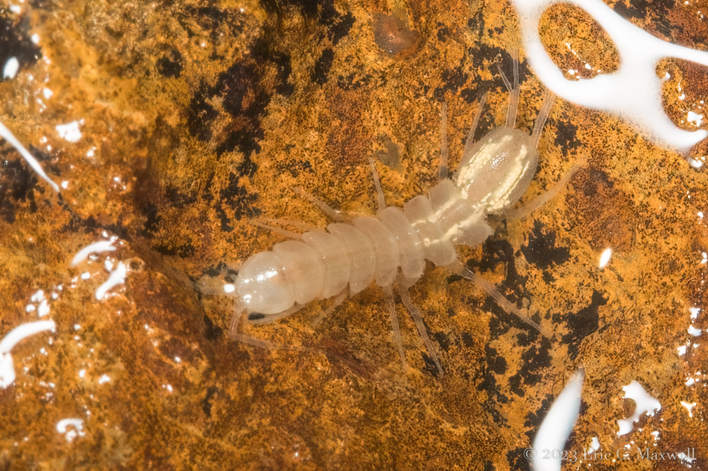 Price's Cave Isopod in June 2023 by Eric C. Maxwell · iNaturalist