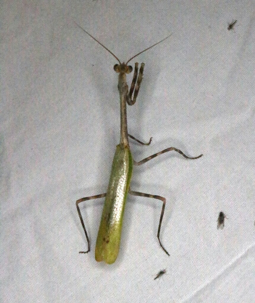 Texas Unicorn Mantis from Mission, TX, USA on September 2, 2023 at 11: ...
