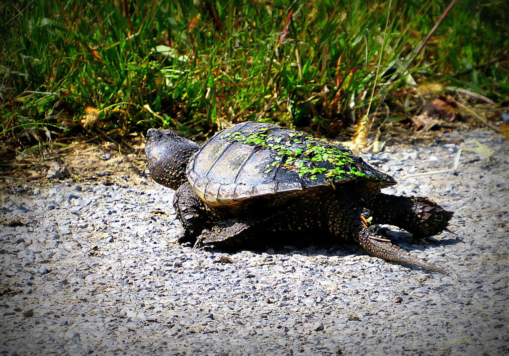 Common Snapping Turtle from Schoharie County, NY, USA on September 5 ...