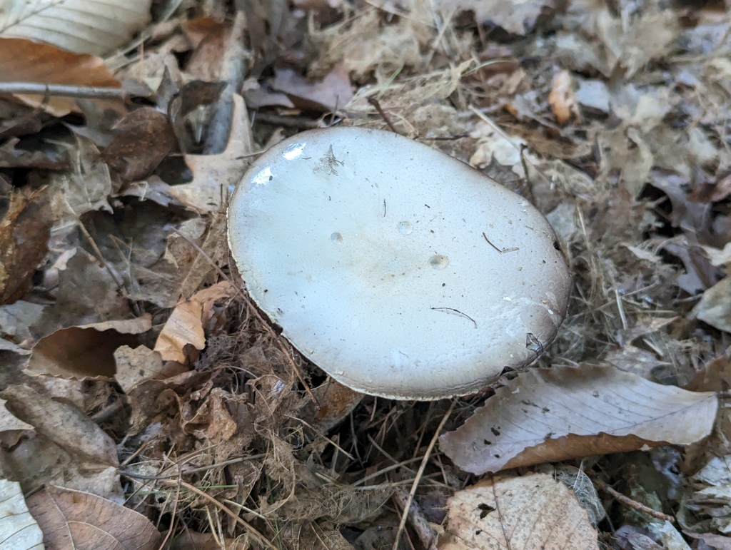 inky mushroom from C65M+GQ Green Shelter, Oakville, ON L6M 4J7, Canada ...